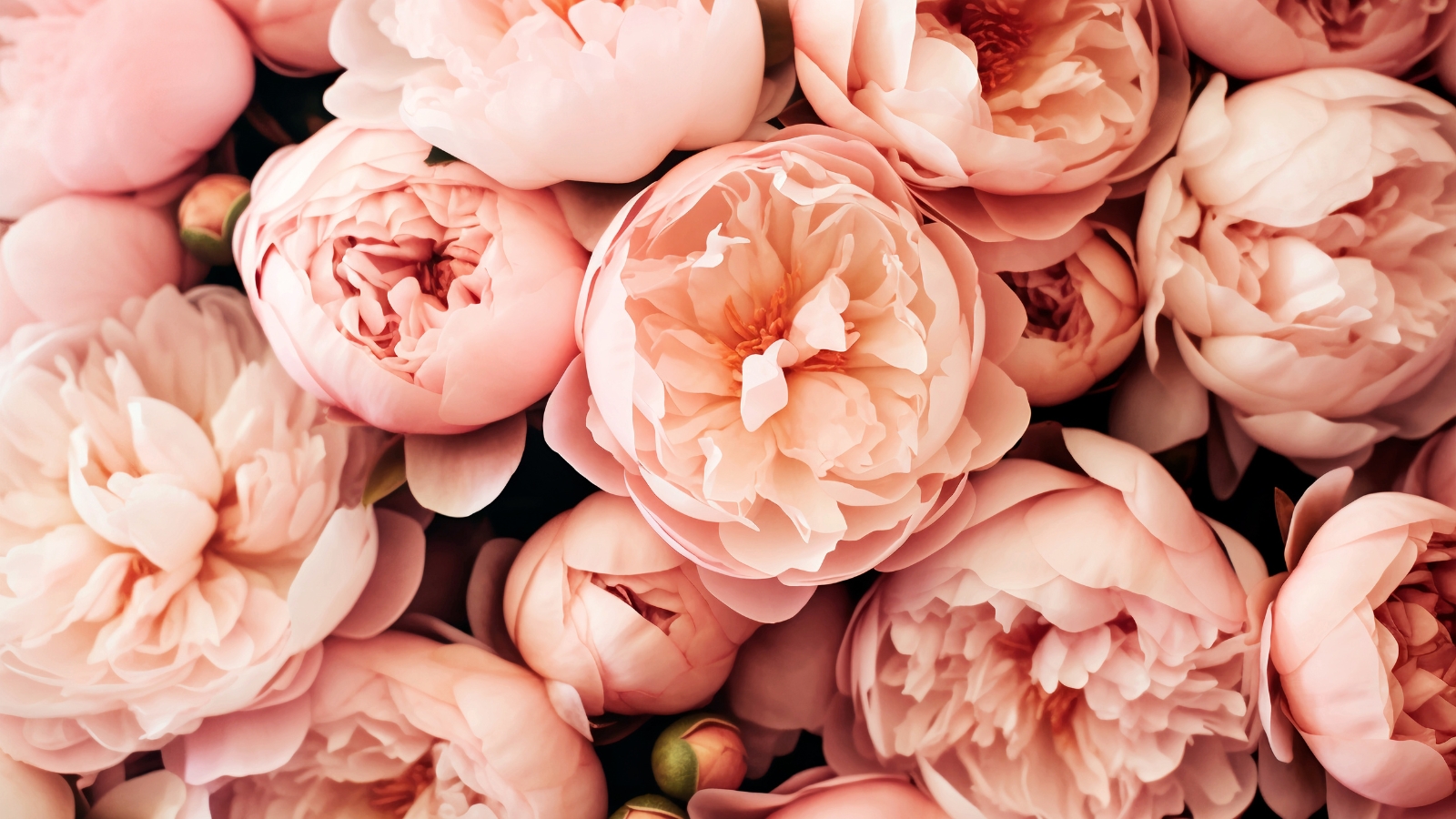 BloomOn Flower Design | Fresh Floral Arrangements in Grand Cayman