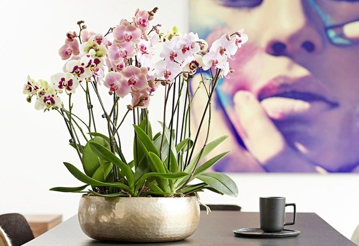 BloomOn Flower Design | Fresh Floral Arrangements in Grand Cayman